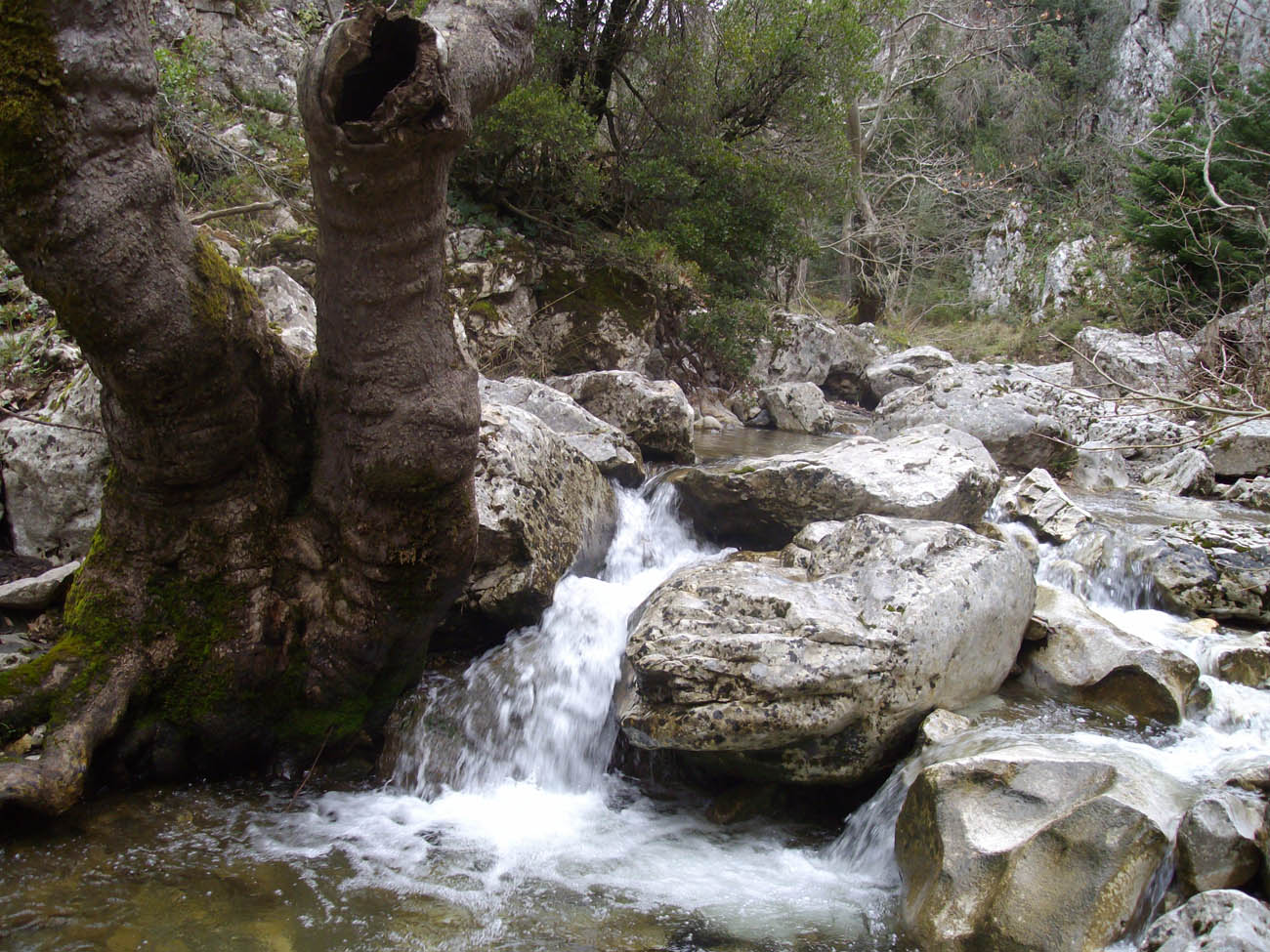 Parnitha National Park | Φορέας Διαχείρισης Δρυμού Πάρνηθας